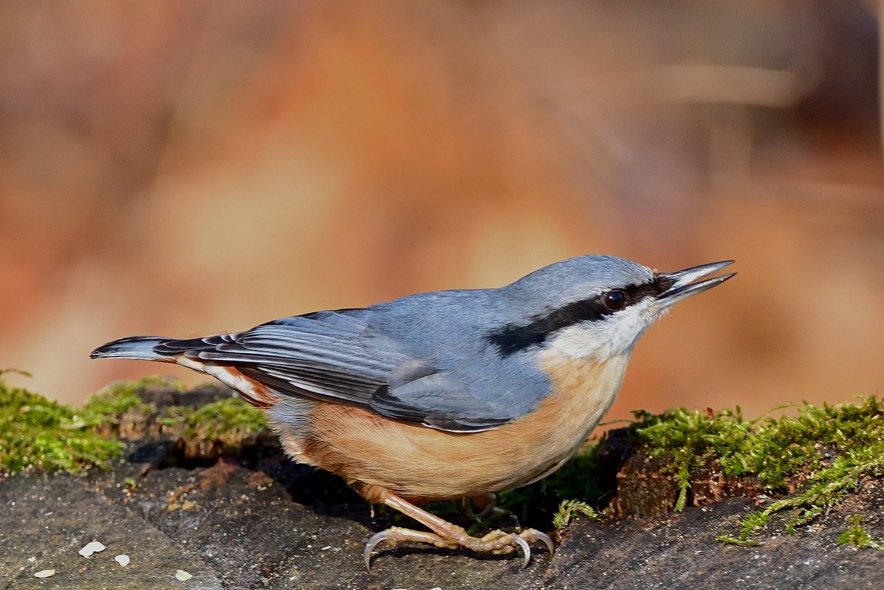 11 Most Common Winter Birds of Michigan - Wandering Michigan Wisconsin